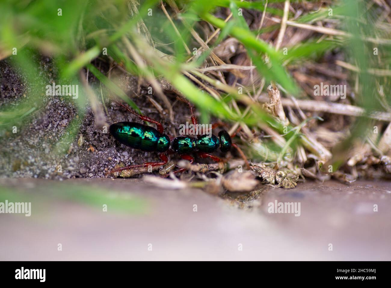 Color ant hi-res stock photography and images - Alamy