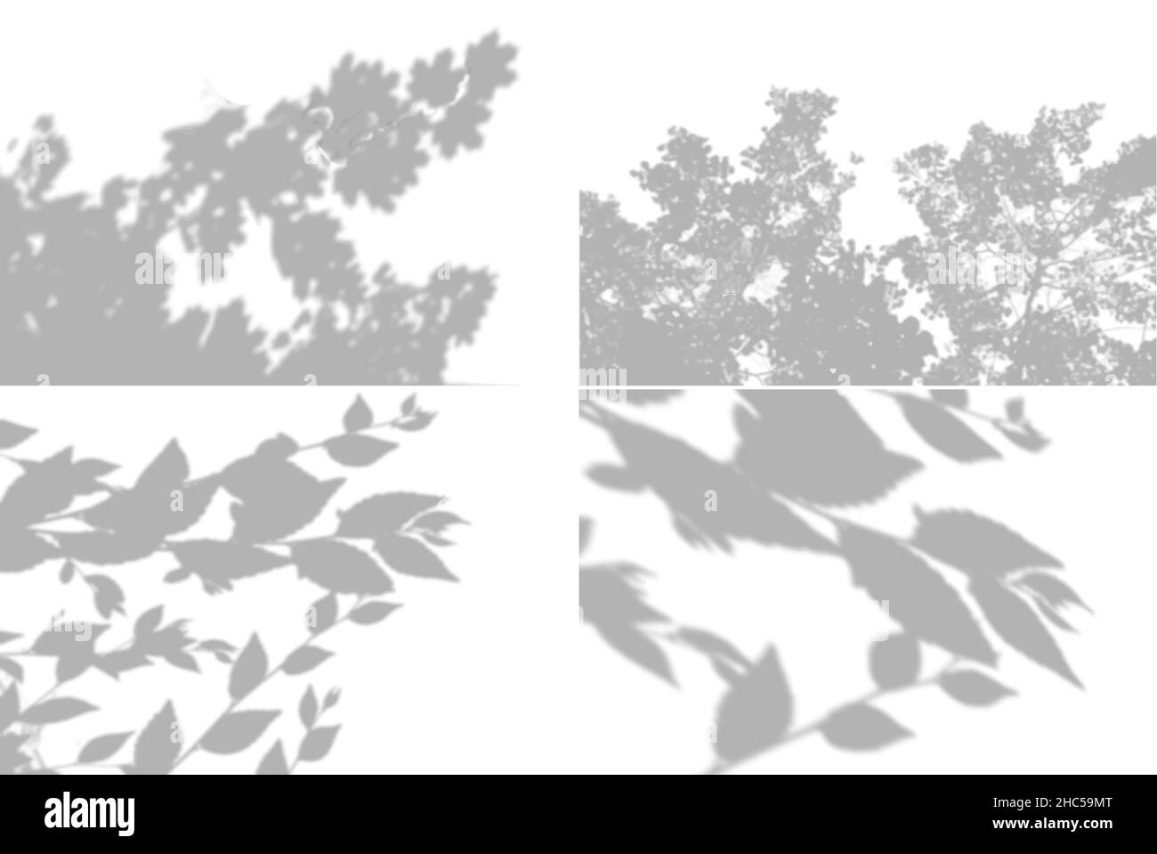 4 Summer background shadows from maple leaves, willow leaves on a white ...