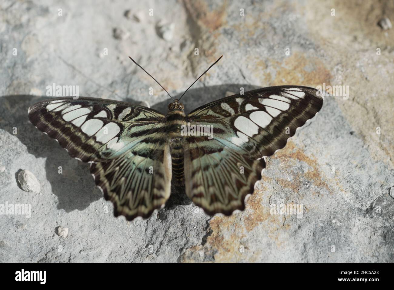 Closeup parthenos sylvia butterfly hi-res stock photography and images ...