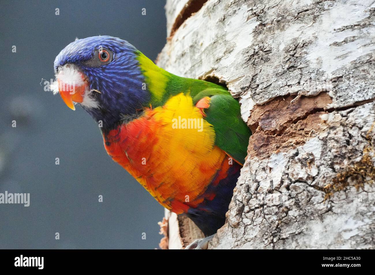 Loriini bird hi-res stock photography and images - Alamy