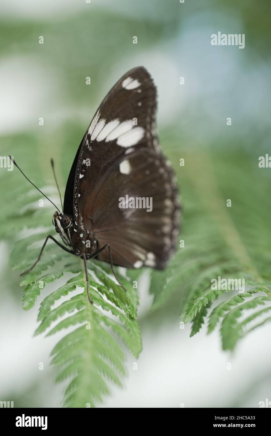 Blue moon butterfly hi-res stock photography and images - Alamy