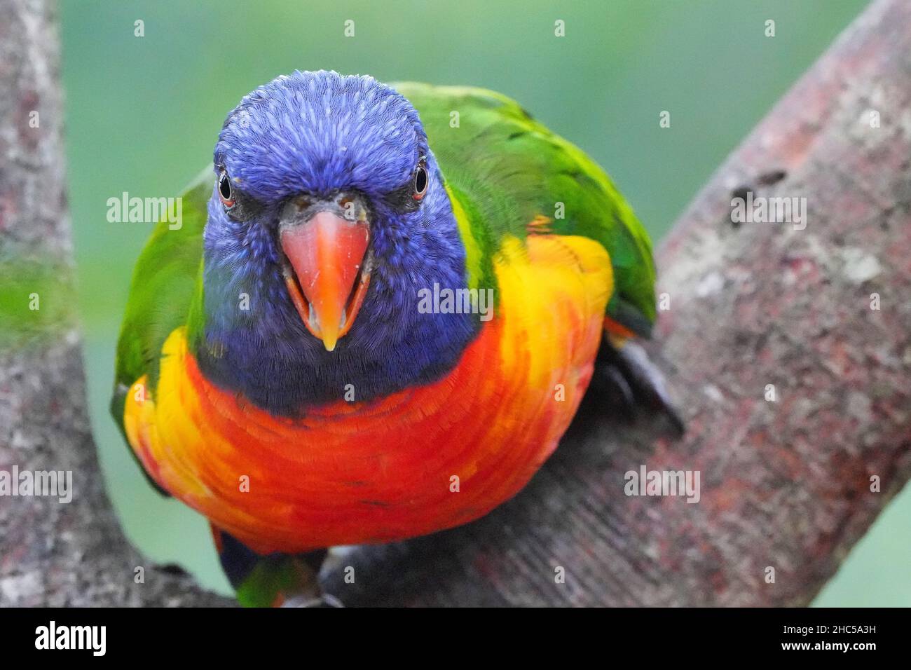 Loriini bird hi-res stock photography and images - Alamy
