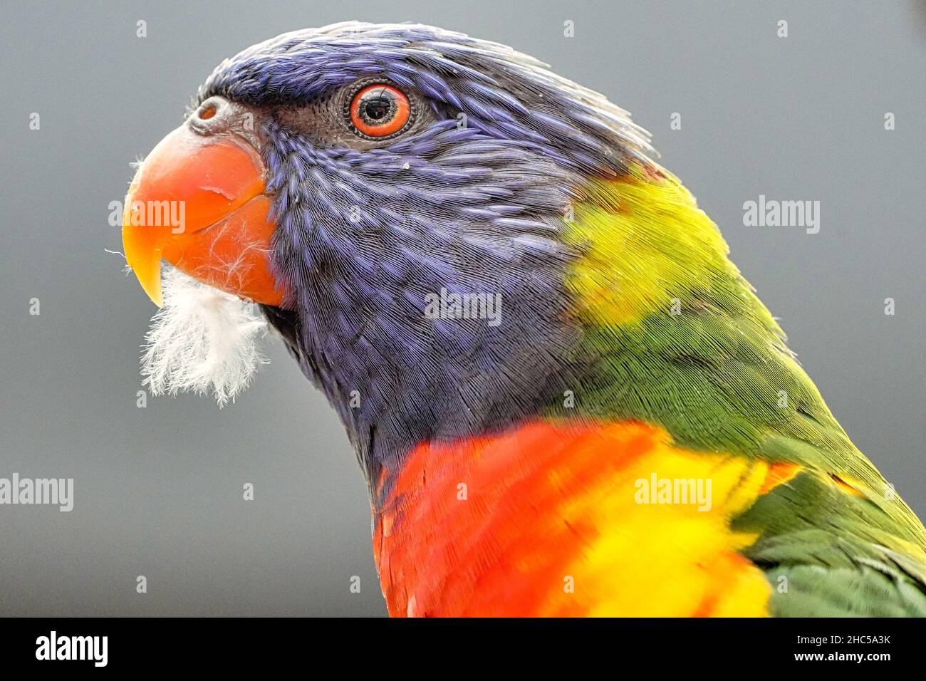 Loriini bird hi-res stock photography and images - Alamy