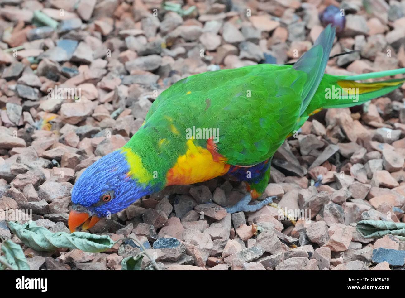 Loriini bird hi-res stock photography and images - Alamy