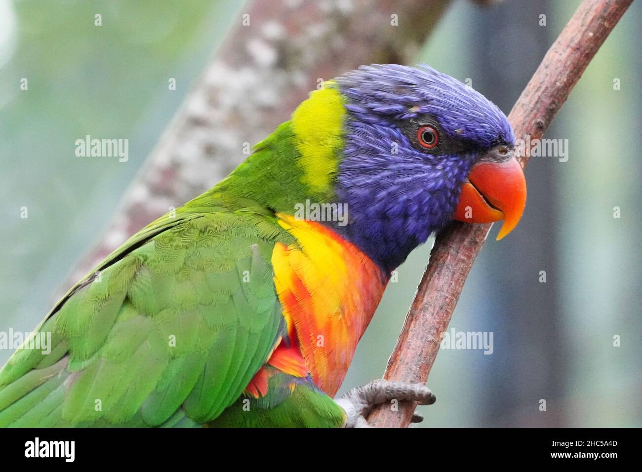 Loriini bird hi-res stock photography and images - Alamy