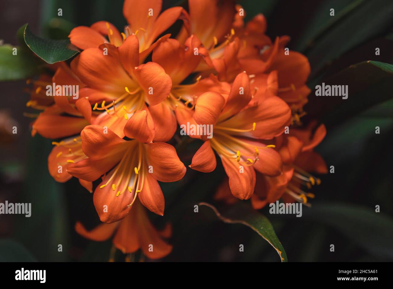 Selective focus shot of an orange Clivia flowering plant growing in the ...