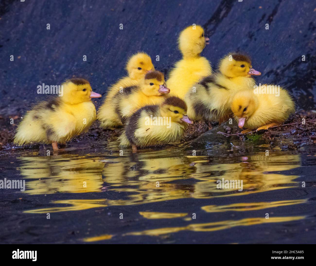 Group of ducklings on a lakeshore Stock Photo - Alamy