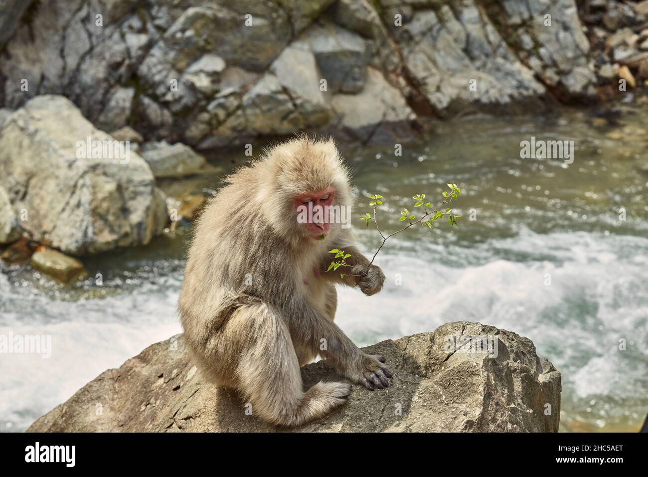 Japanese Macaque or Snow Monkey relaxing near hot springs in Jigokudani ...