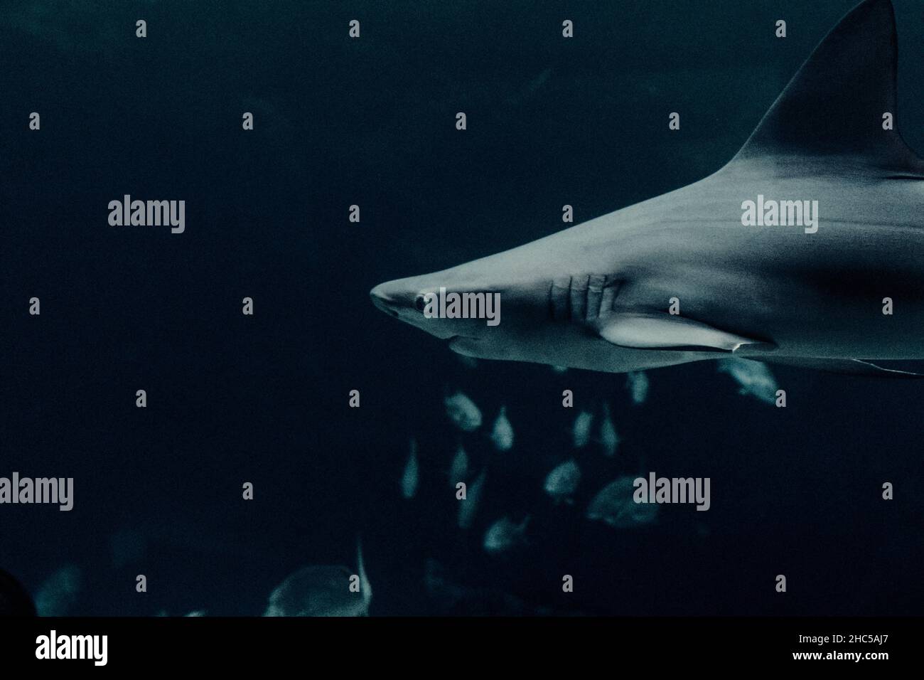 Side view of a Sandbar shark and small fish underwater Stock Photo - Alamy