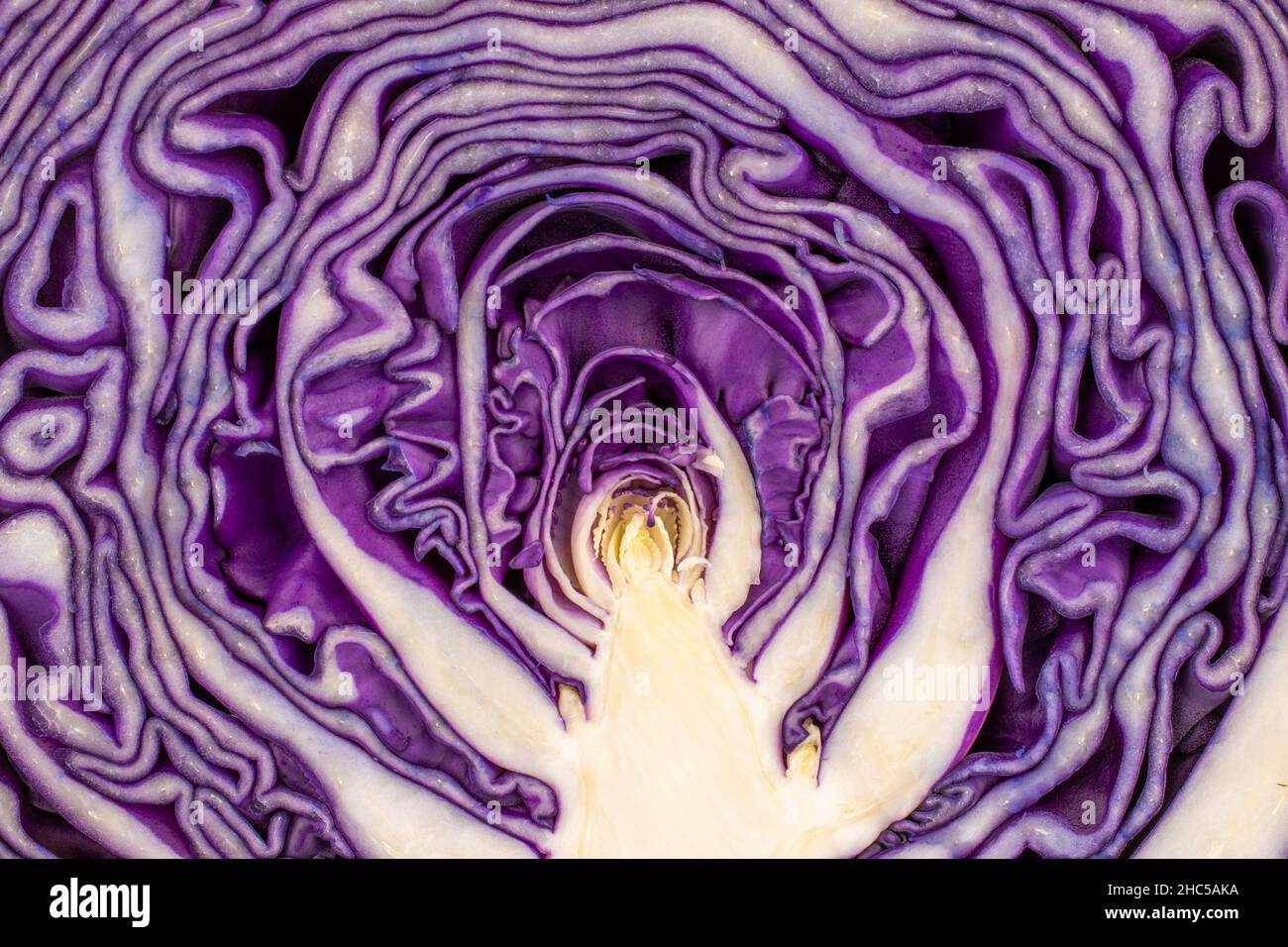 One half red cabbage hi-res stock photography and images - Alamy