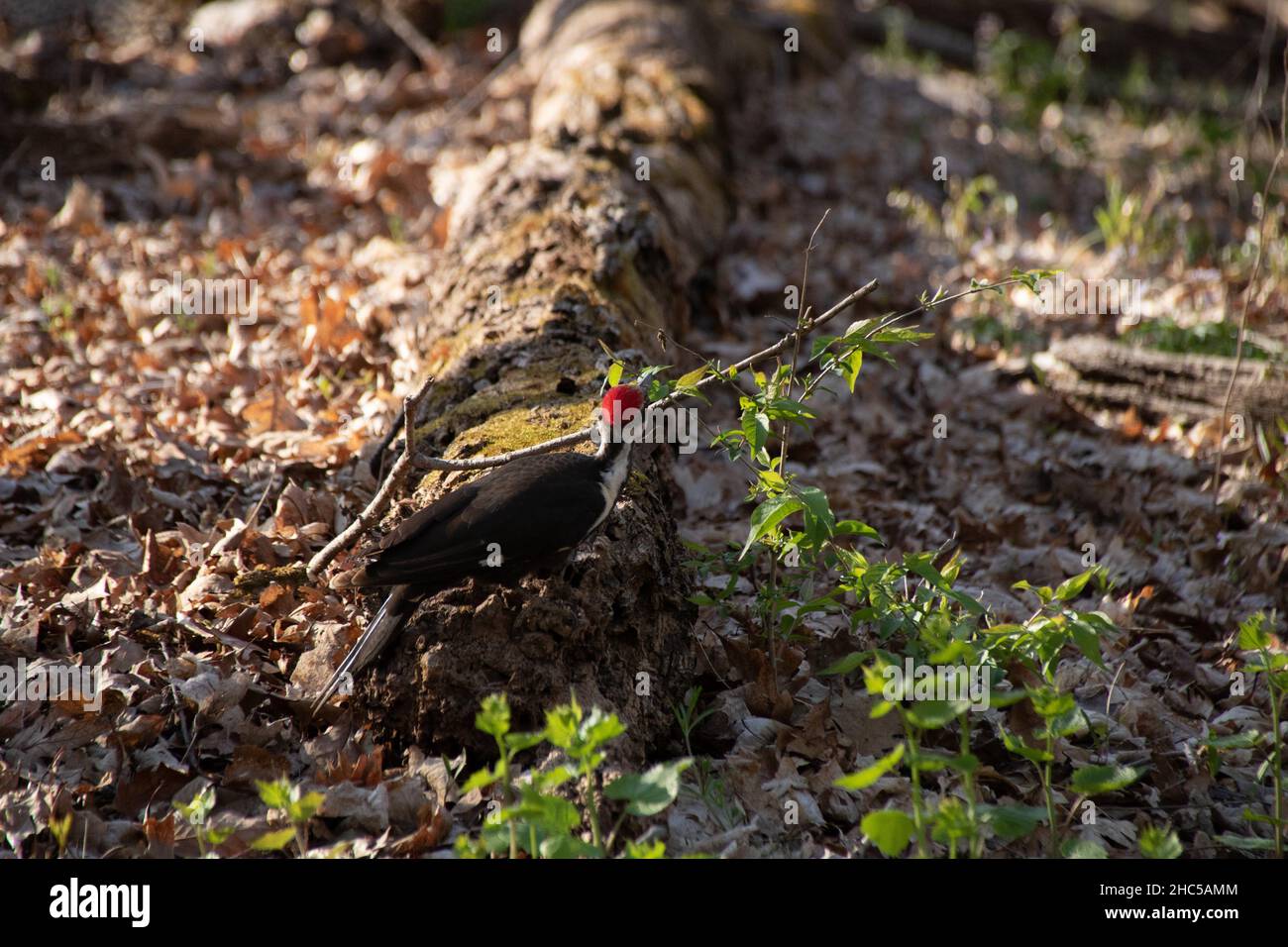 Closeup shot of a woodpecker on a log Stock Photo - Alamy