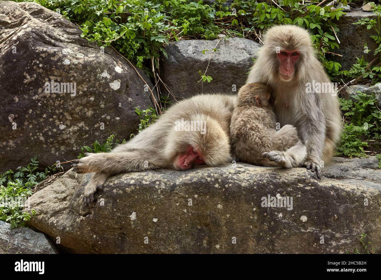 Charming family of snow monkeys relaxing on the big stone in Jigokudani ...