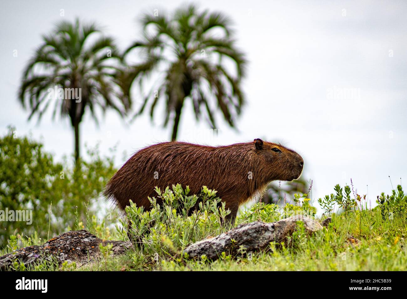 Beautiful shot of a capybara in a field during the day Stock Photo - Alamy