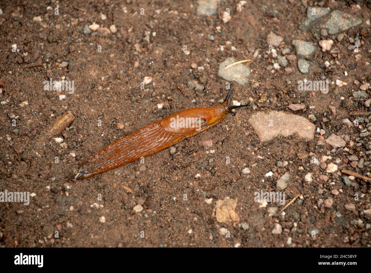 Landscape of Arion rufus red slug on the ground in Kaiserslautern Stock ...