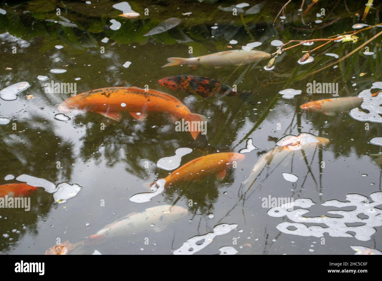 Landscape of Koi fish swimming in Japanischer Garten in Kaiserslautern ...