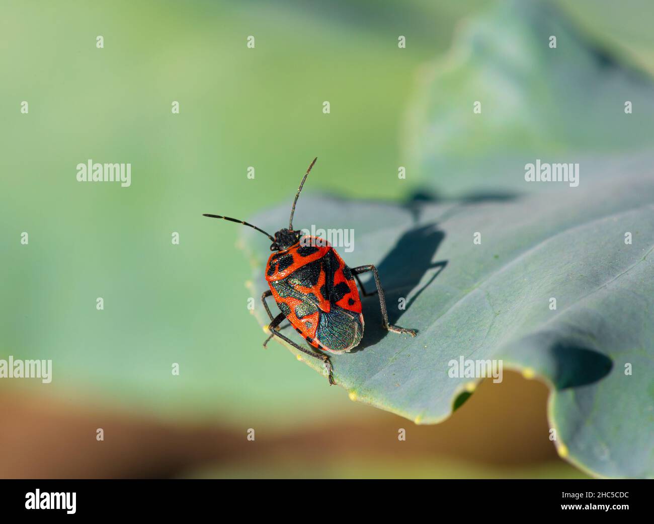 Eurydema Ornata (shield bug) on a leaf Stock Photo - Alamy