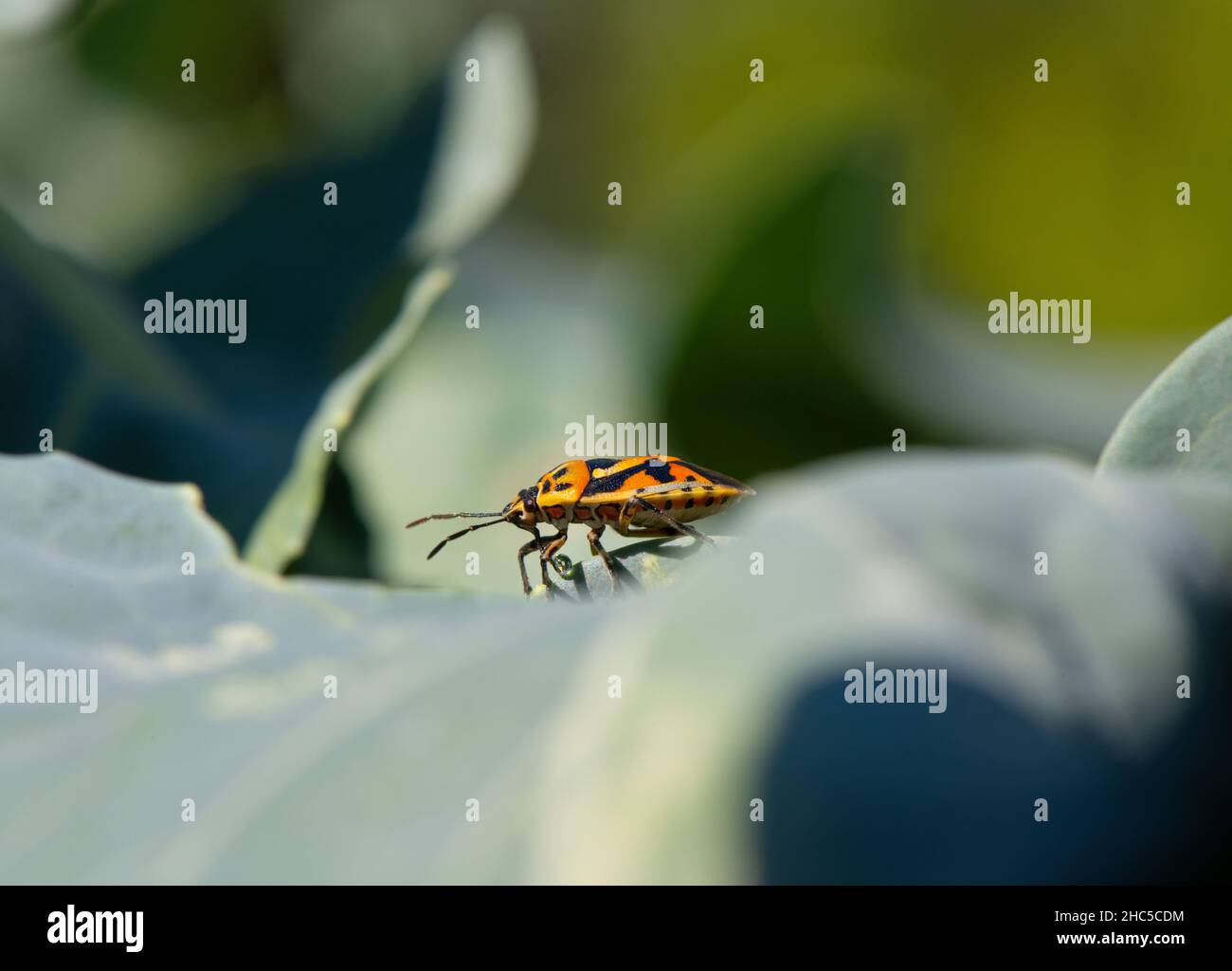 Shield bug macro hi-res stock photography and images - Alamy