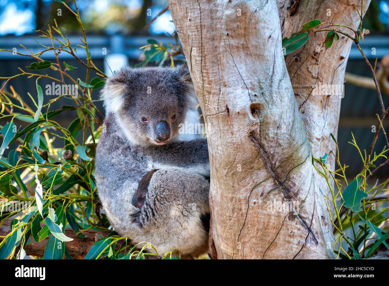 Beautiful koala relaxing on the Eucalyptus tree against blue sky Stock ...