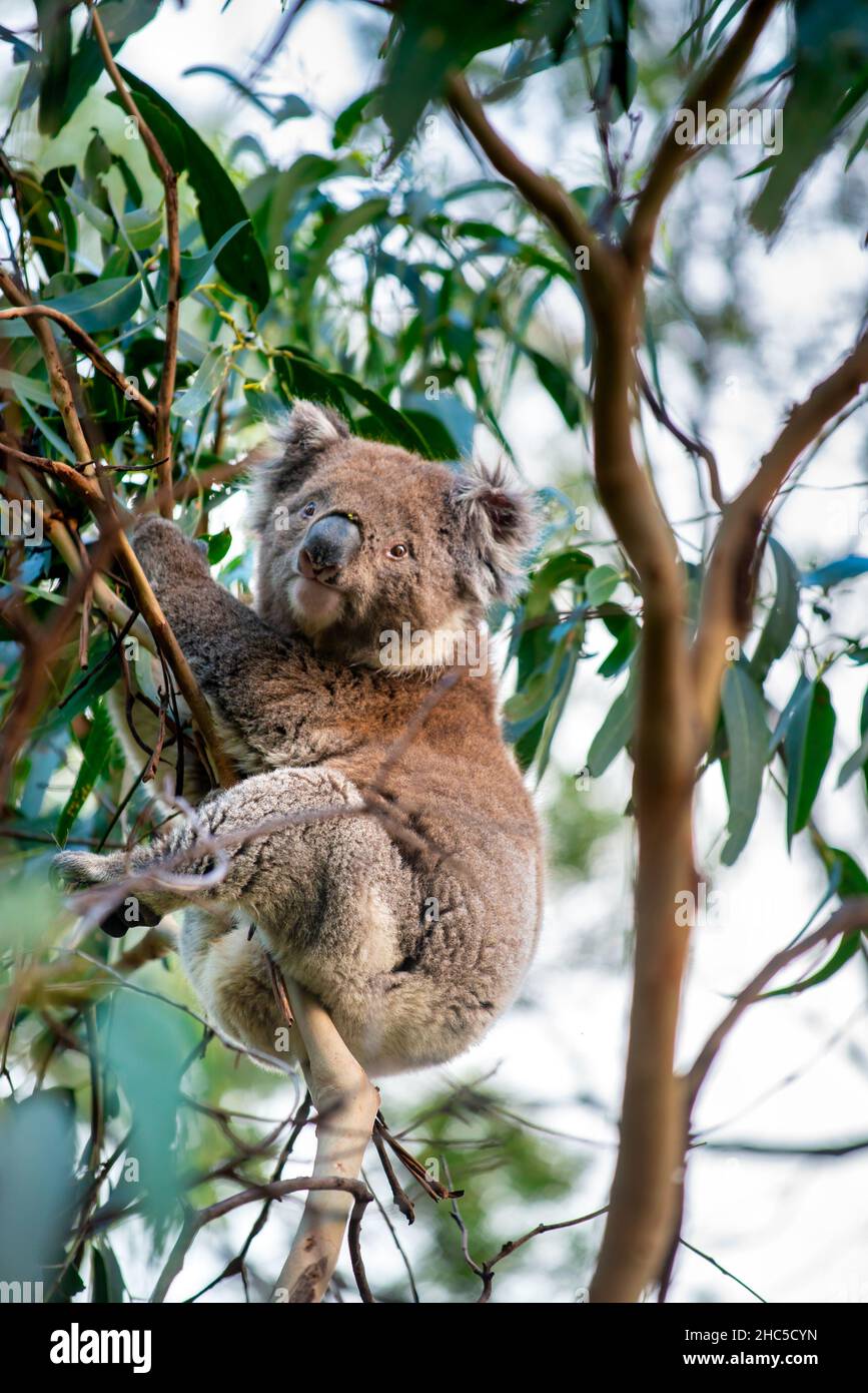 Beautiful koala climbing eucalyptus tree in Australia Stock Photo - Alamy Beautiful koala climbing eucalyptus tree in Australia Stock Photo - Alamy