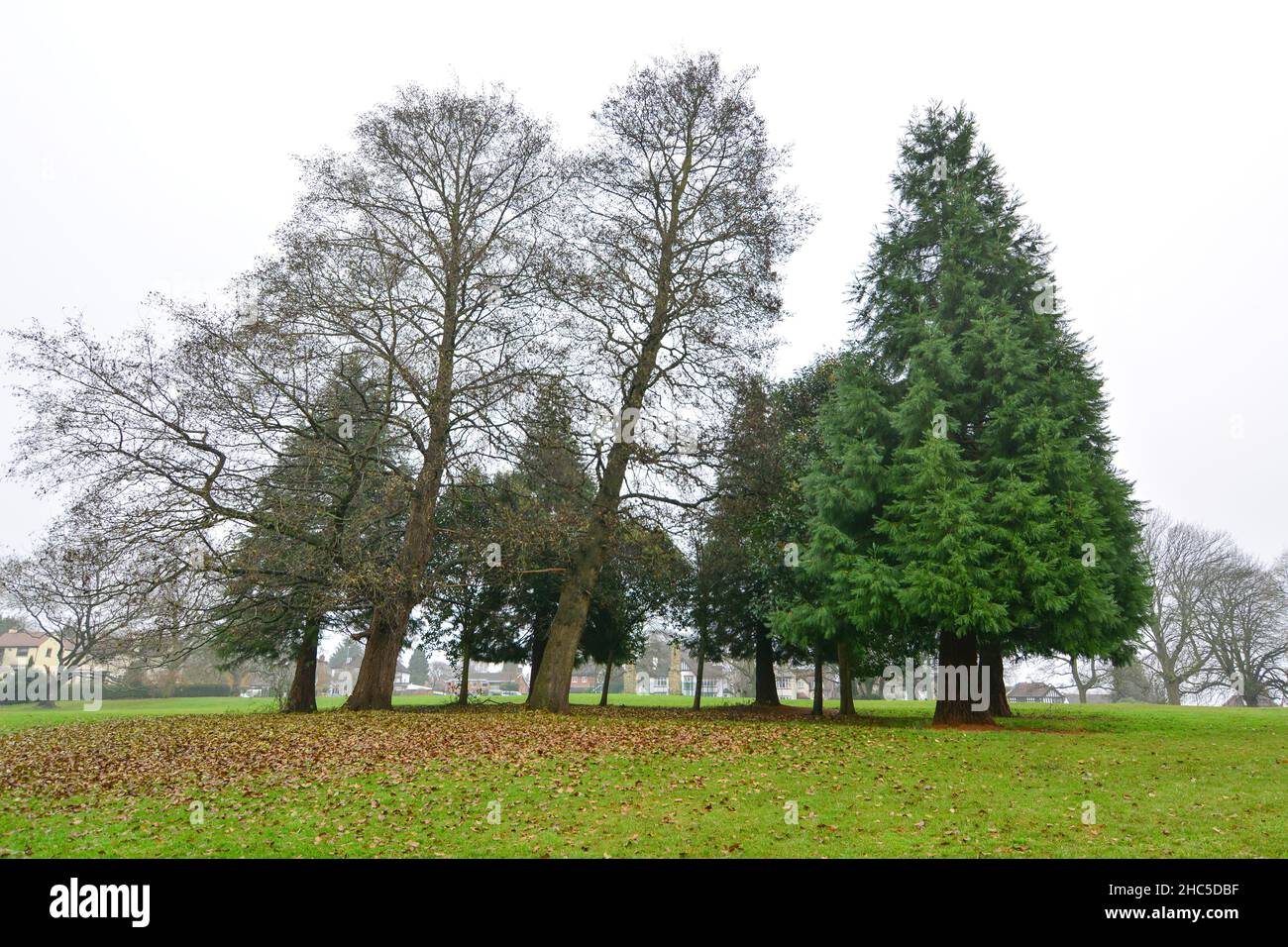 Abington Park in Northampton England UK Stock Photo - Alamy
