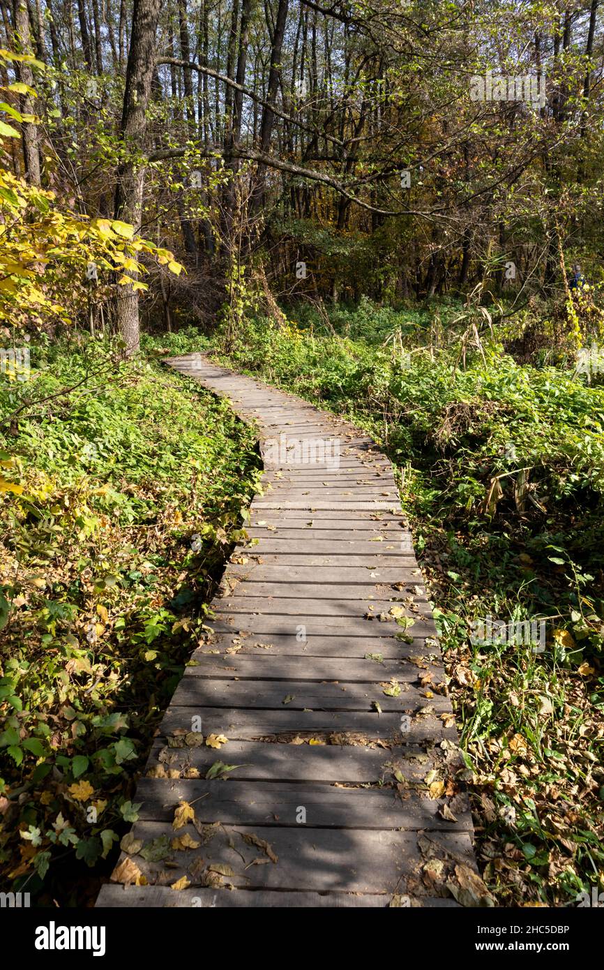 Wooden footbridge through the forest. The trail of pedestrians made of ...