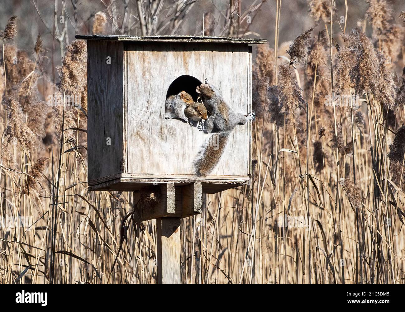 Grey squirrels nest hi-res stock photography and images - Alamy