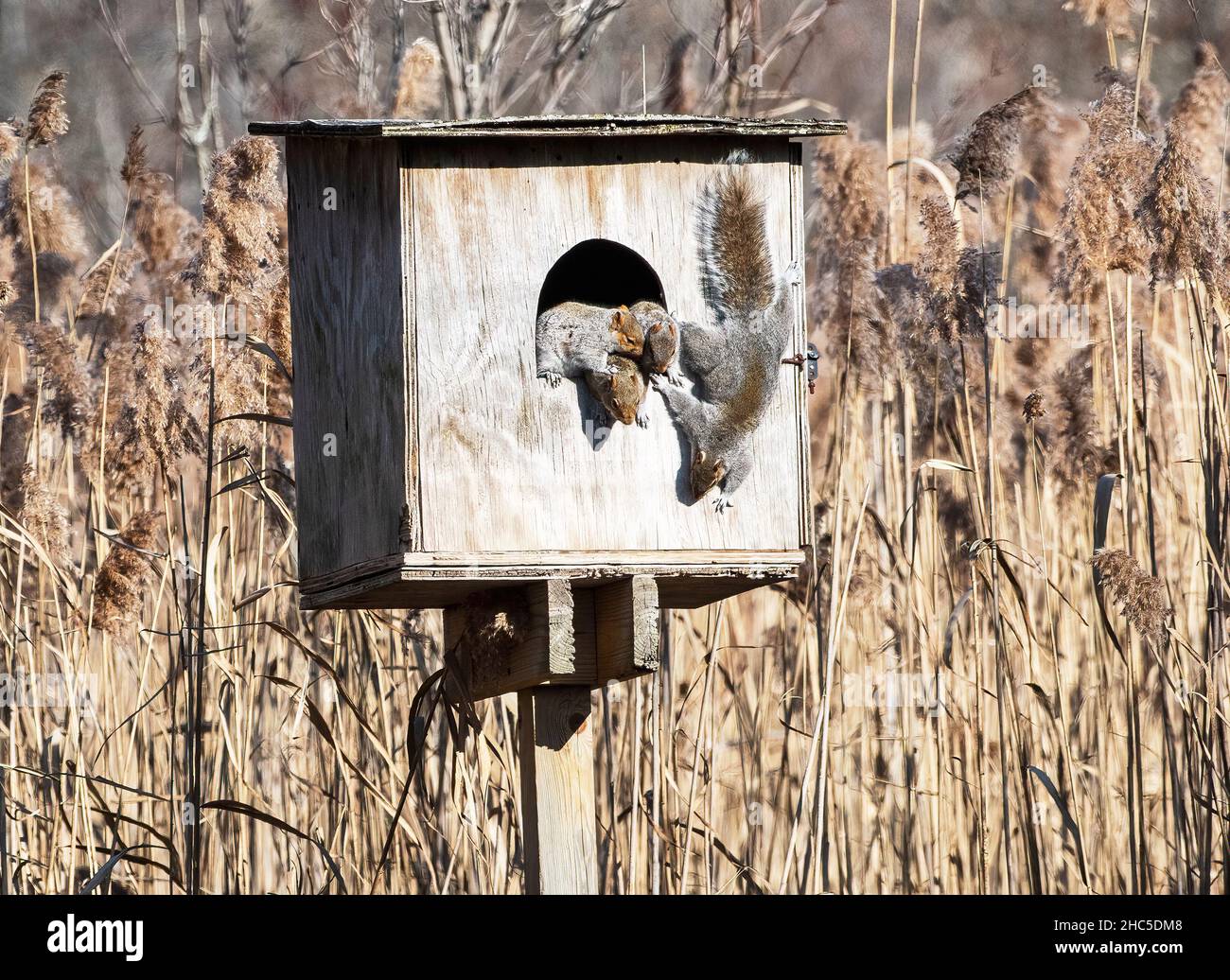 A family of grey squirrels have taken over a barn owl nesting box Stock ...
