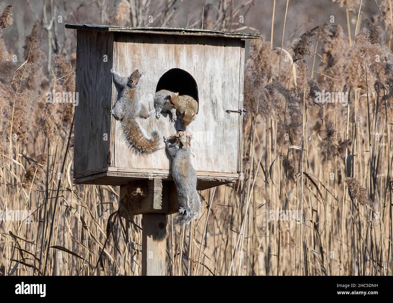 A family of grey squirrels have taken over a barn owl nesting box Stock ...