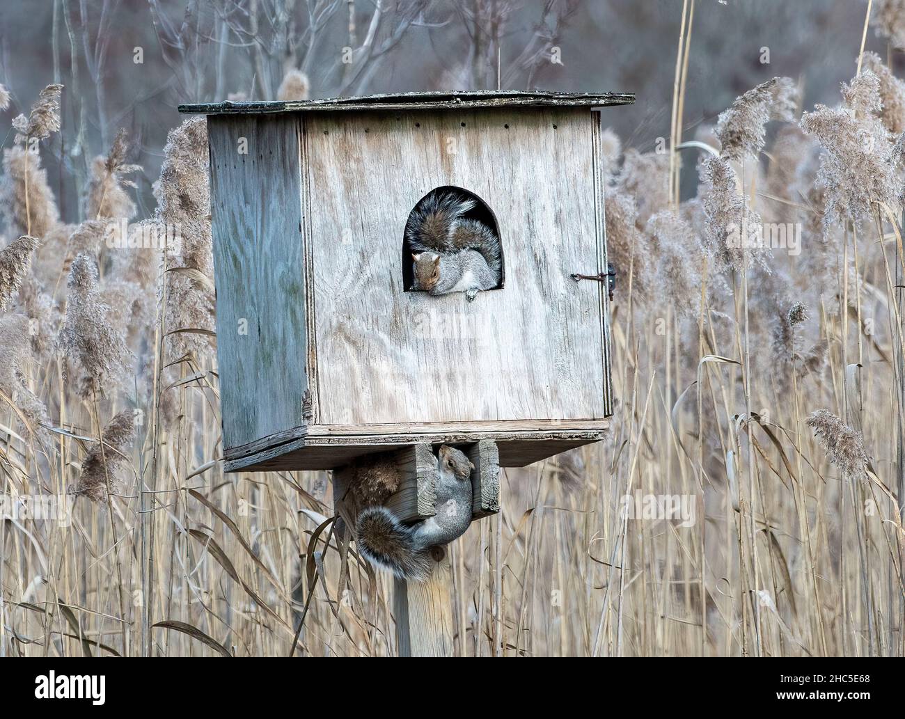 A family of grey squirrels have taken over a barn owl nesting box Stock ...
