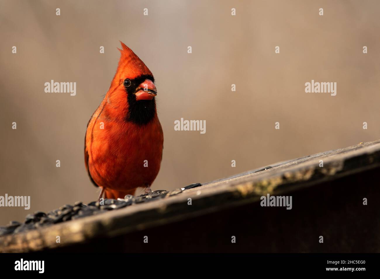 A male Northern Cardinal at the feeder. Cardinalis cardinalis Stock ...