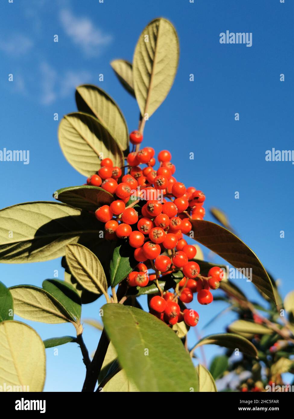 Vertical shot of rowan on a shrub under a blue sky Stock Photo - Alamy