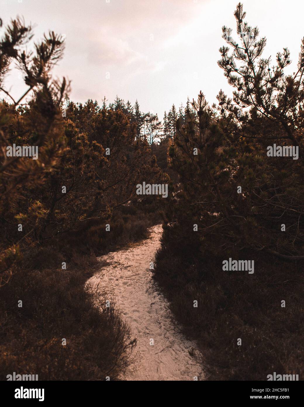 Vertical shot of a narrow path through the forest Stock Photo - Alamy
