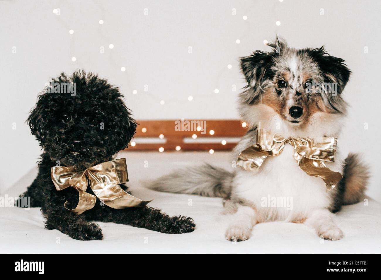 Dogs on New Year's Eve Stock Photo - Alamy