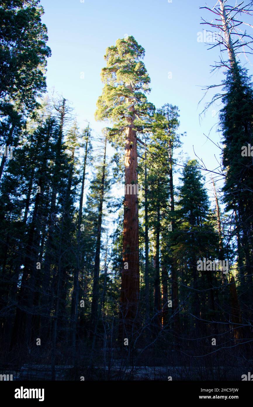 Vertical view of the tall trees in the forest Stock Photo - Alamy