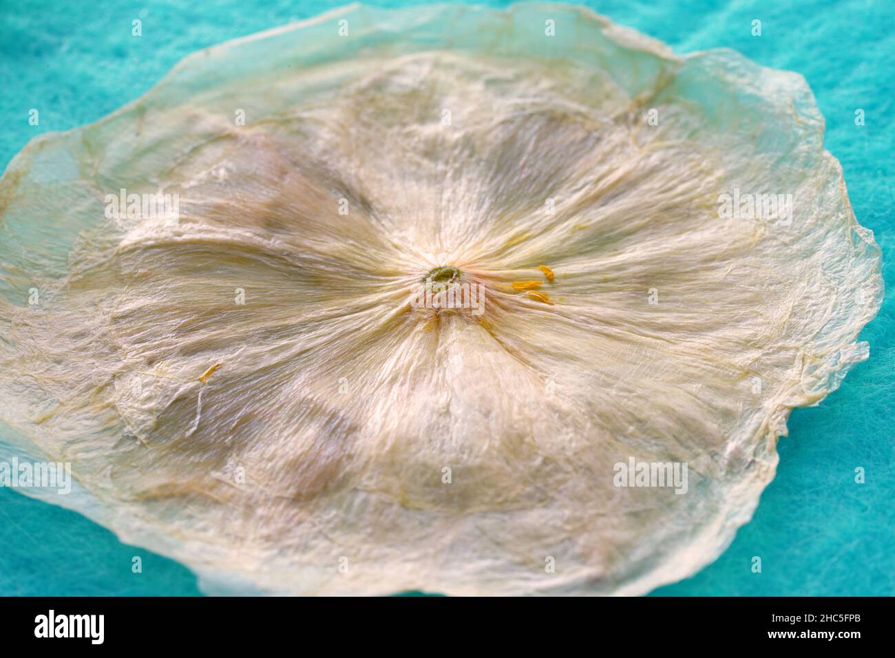 Pressed dried whole white ranunculus flower Stock Photo - Alamy