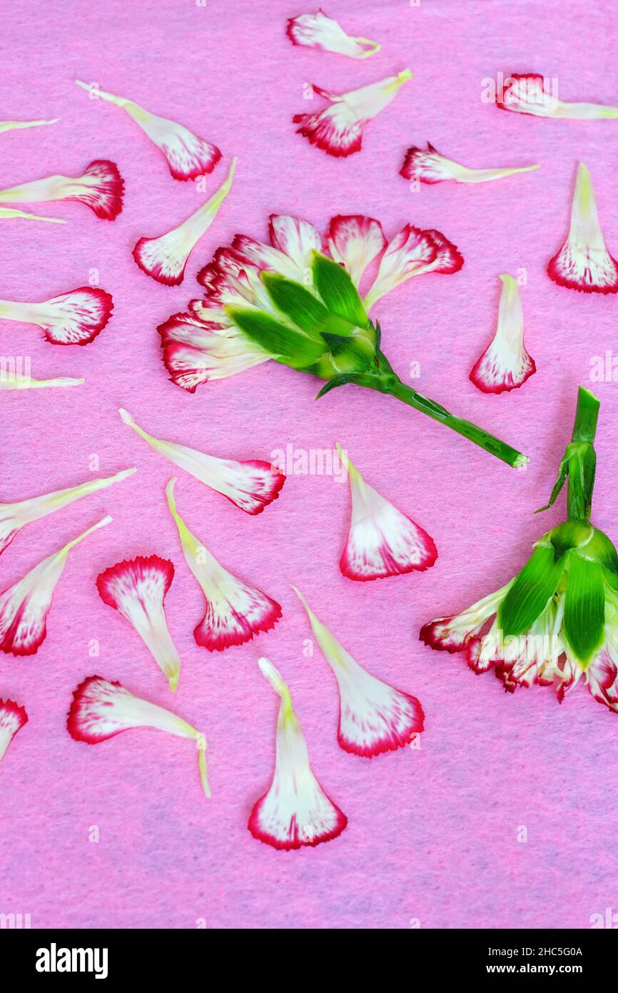 Pressed carnation flower petals in pink and white Stock Photo - Alamy