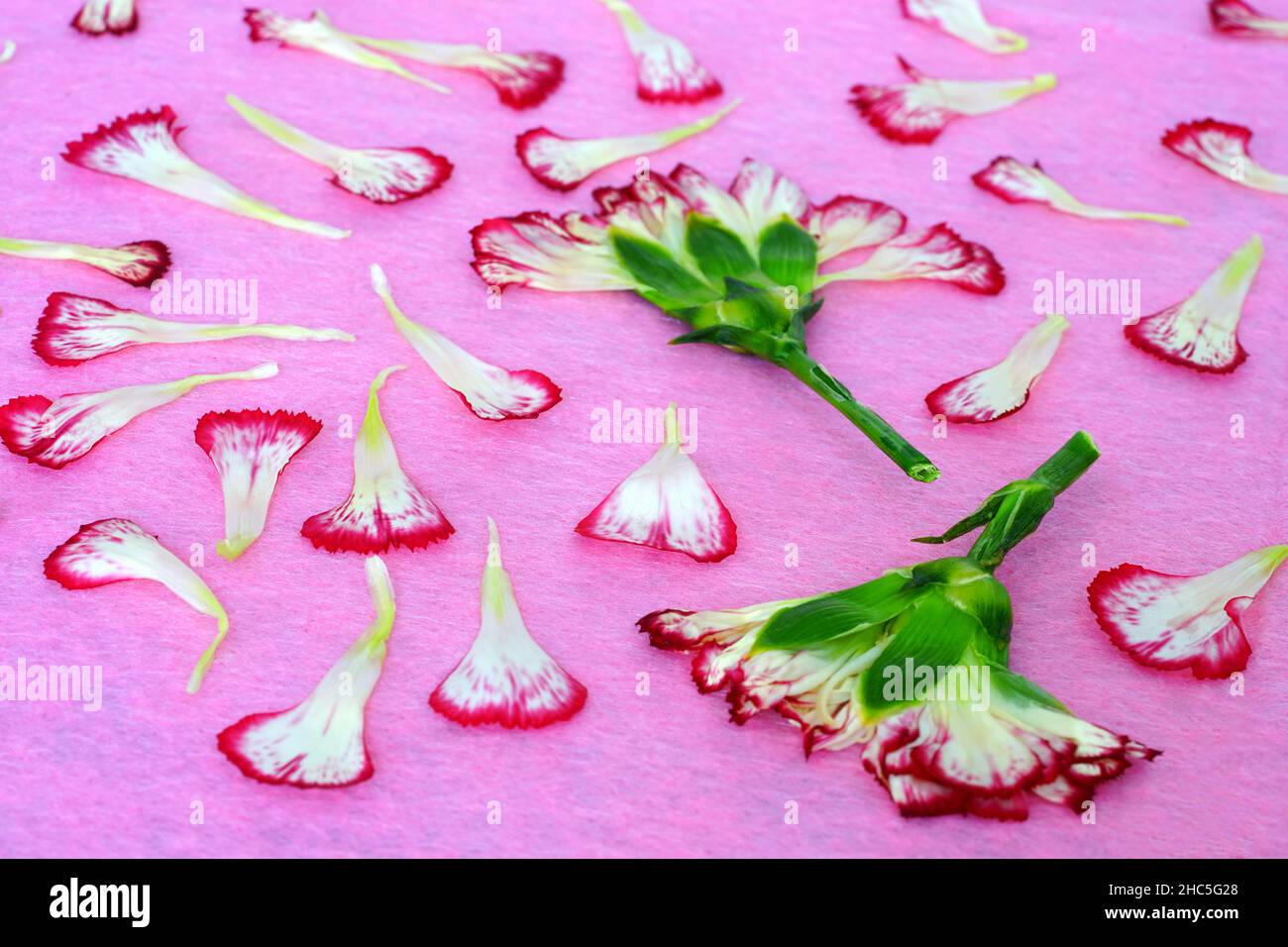 Pressed carnation flower petals in pink and white Stock Photo - Alamy