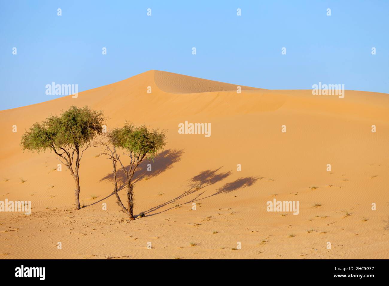 Two lonely trees in the desert in the UAE hidden in the sand dunes ...