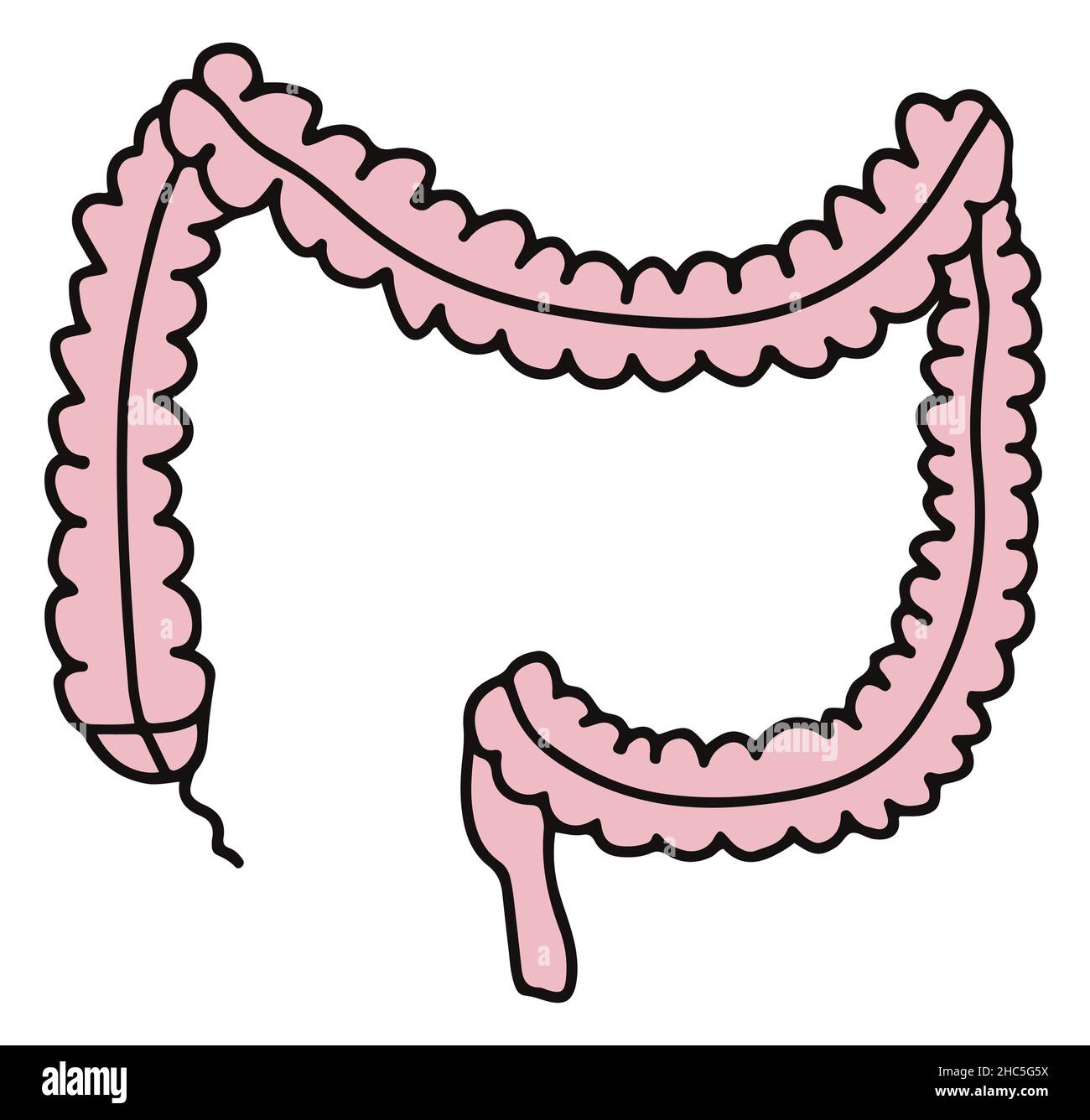 Simple gastrointestinal illustration of bowel internal system. Healthy ...
