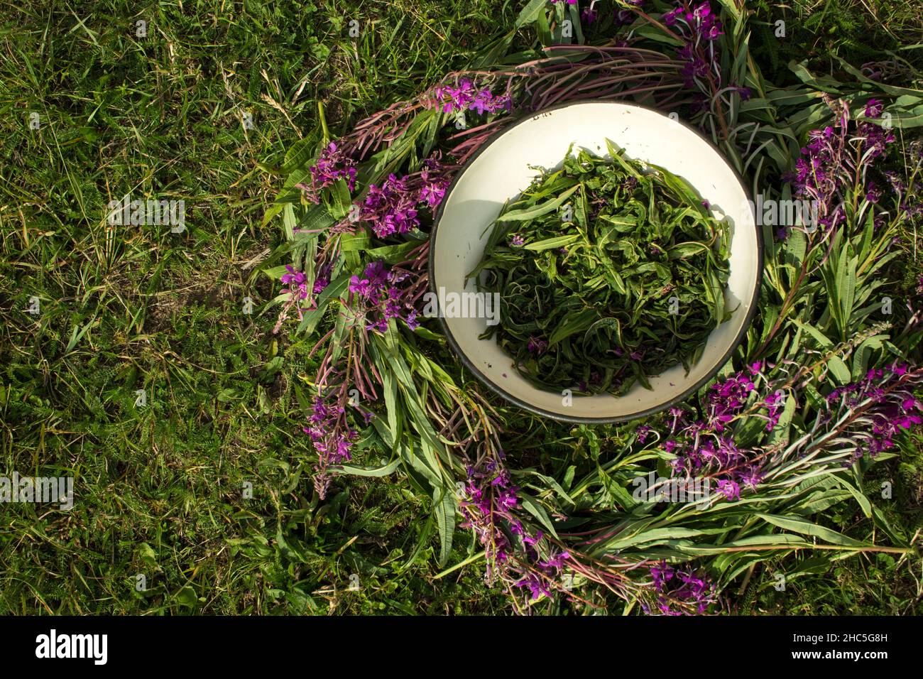 Process of fermentation of tea. Manual processing Ivan tea fermentation ...