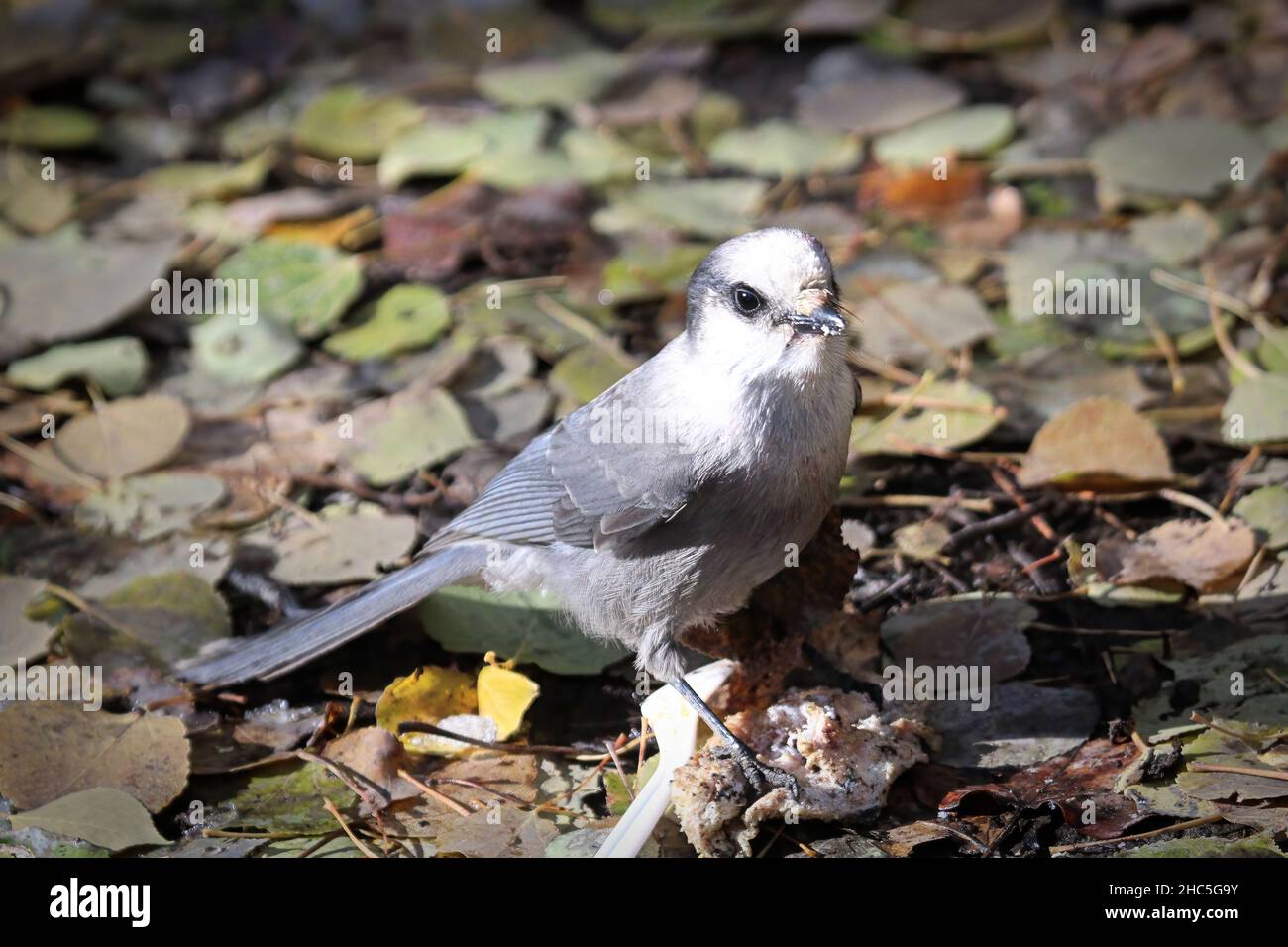 A Whiskey Jack bird stands on the ground in the fall Stock Photo - Alamy