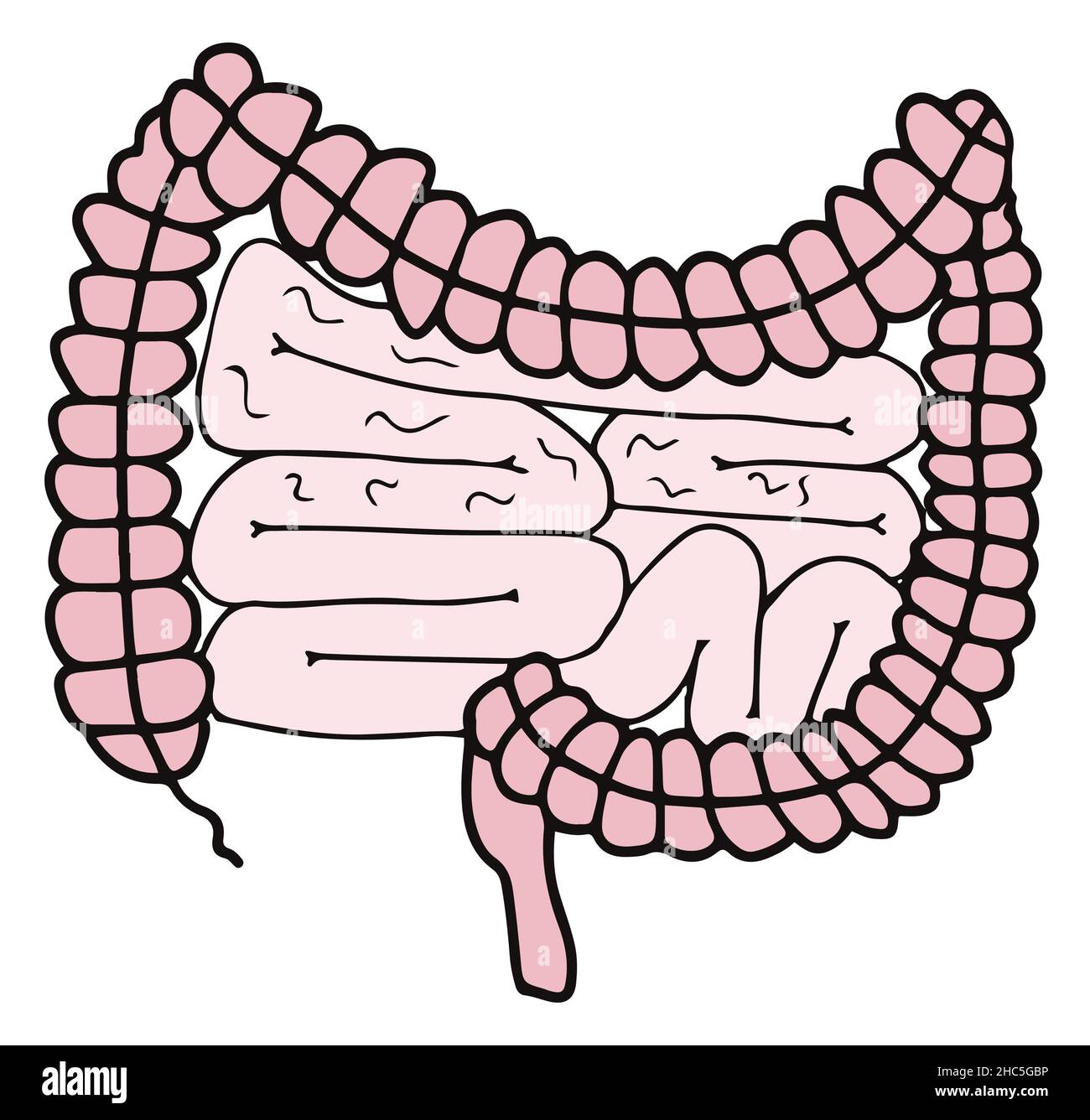 Small Intestine Diagram Unlabeled