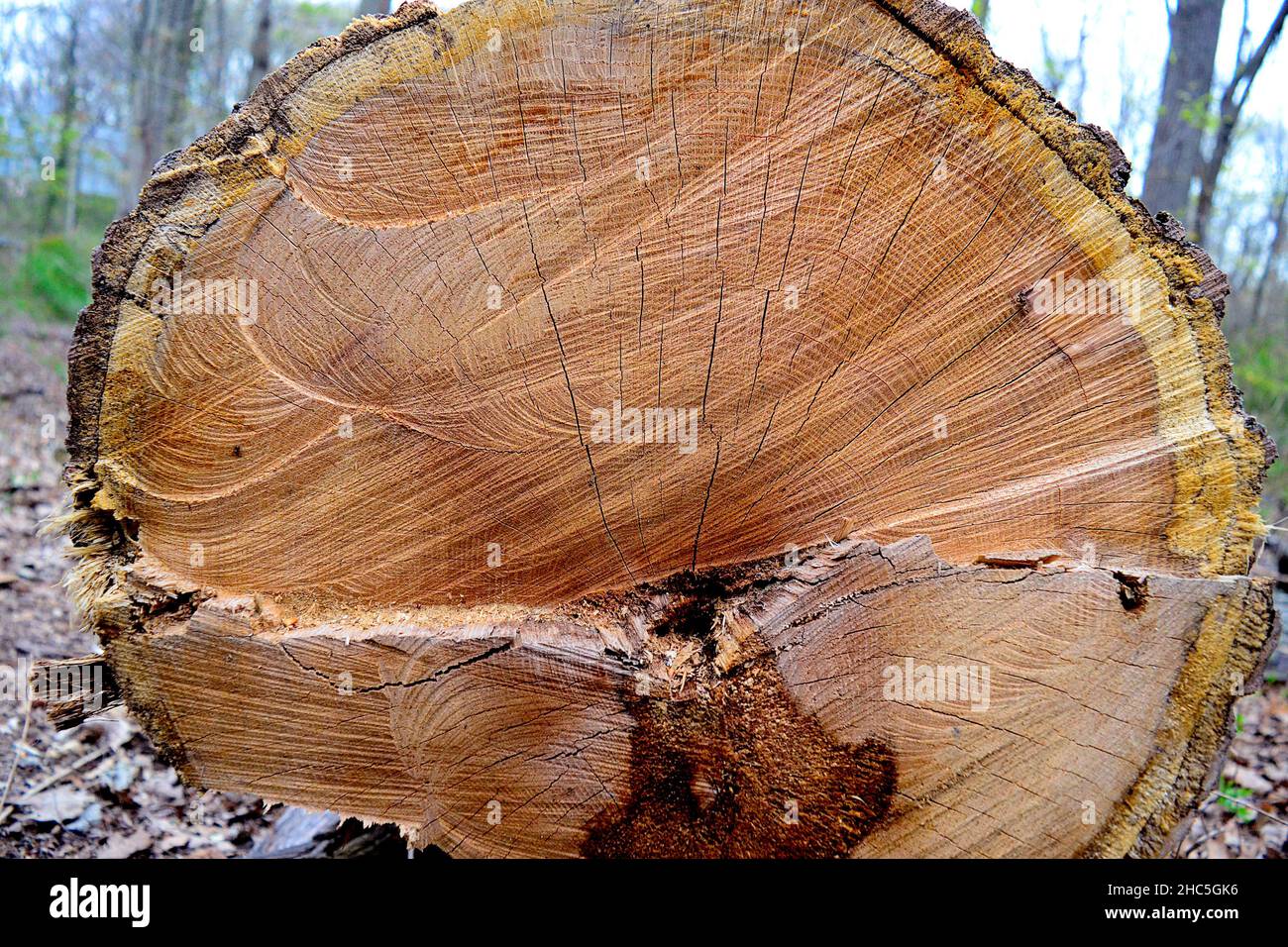 Dry pine tree stump with a clipping path in a forest Stock Photo - Alamy