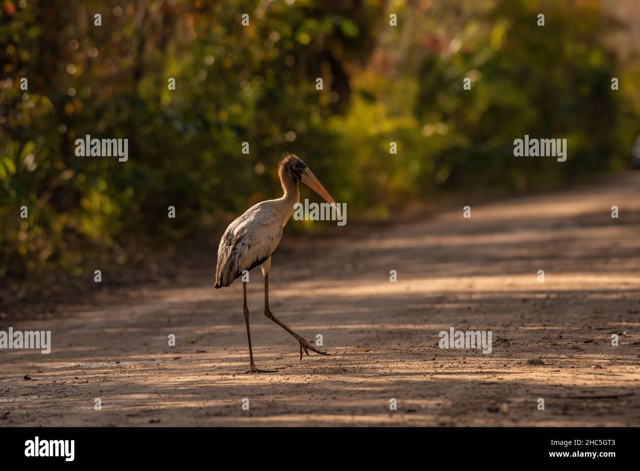 Beautiful shot stork walking hi-res stock photography and images - Alamy