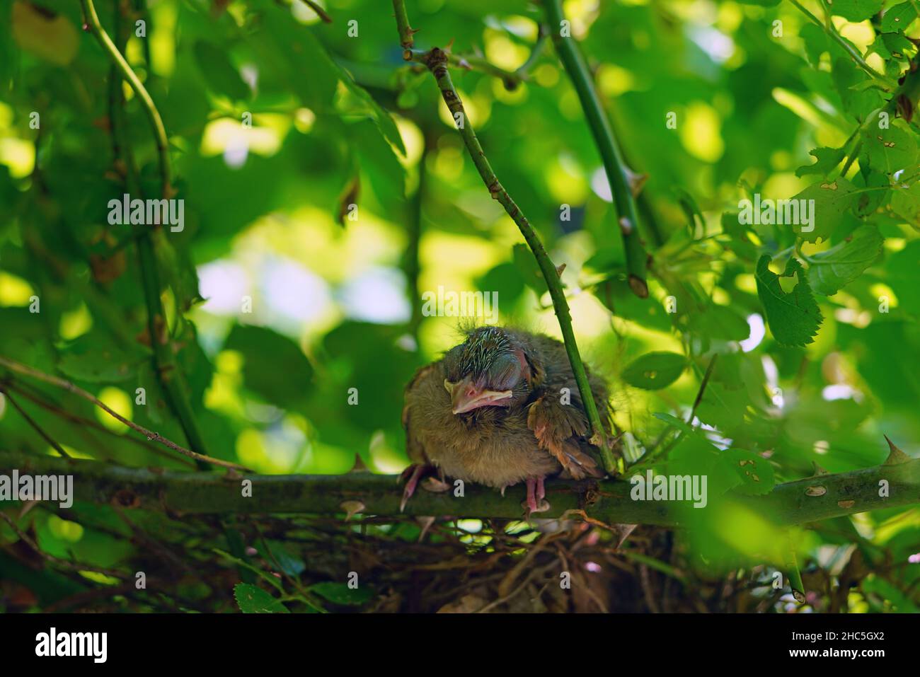 A fledgling Northern Cardinal chick bird standing by the nest Stock ...