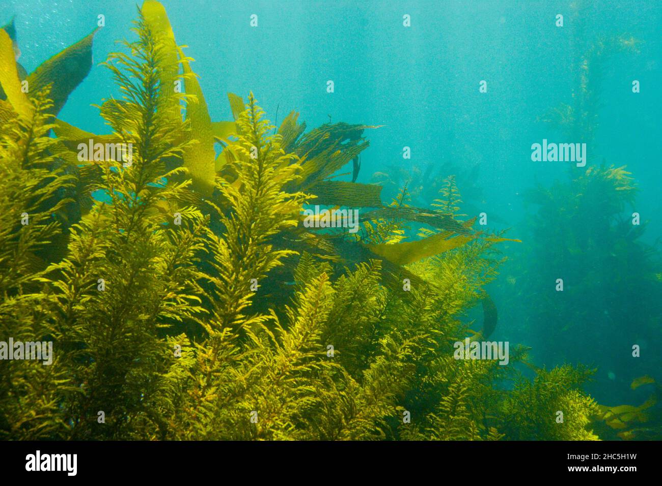 View of weed algae underwater in California Stock Photo - Alamy