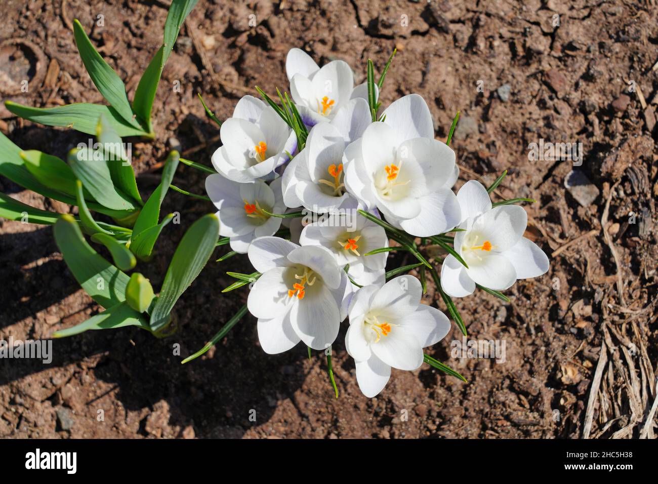 First crocus bulb flower emerging through the ground in early spring ...