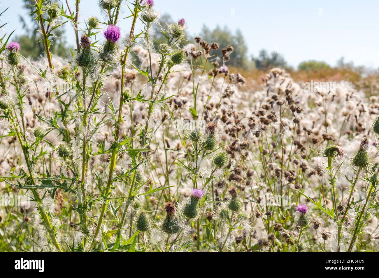 Cirsium vulgare, also known as spear thistle, bull thistle or common ...