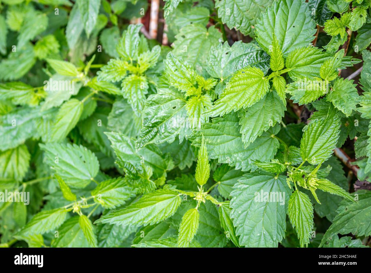 Common nettle or stinging nettle, close up Stock Photo - Alamy