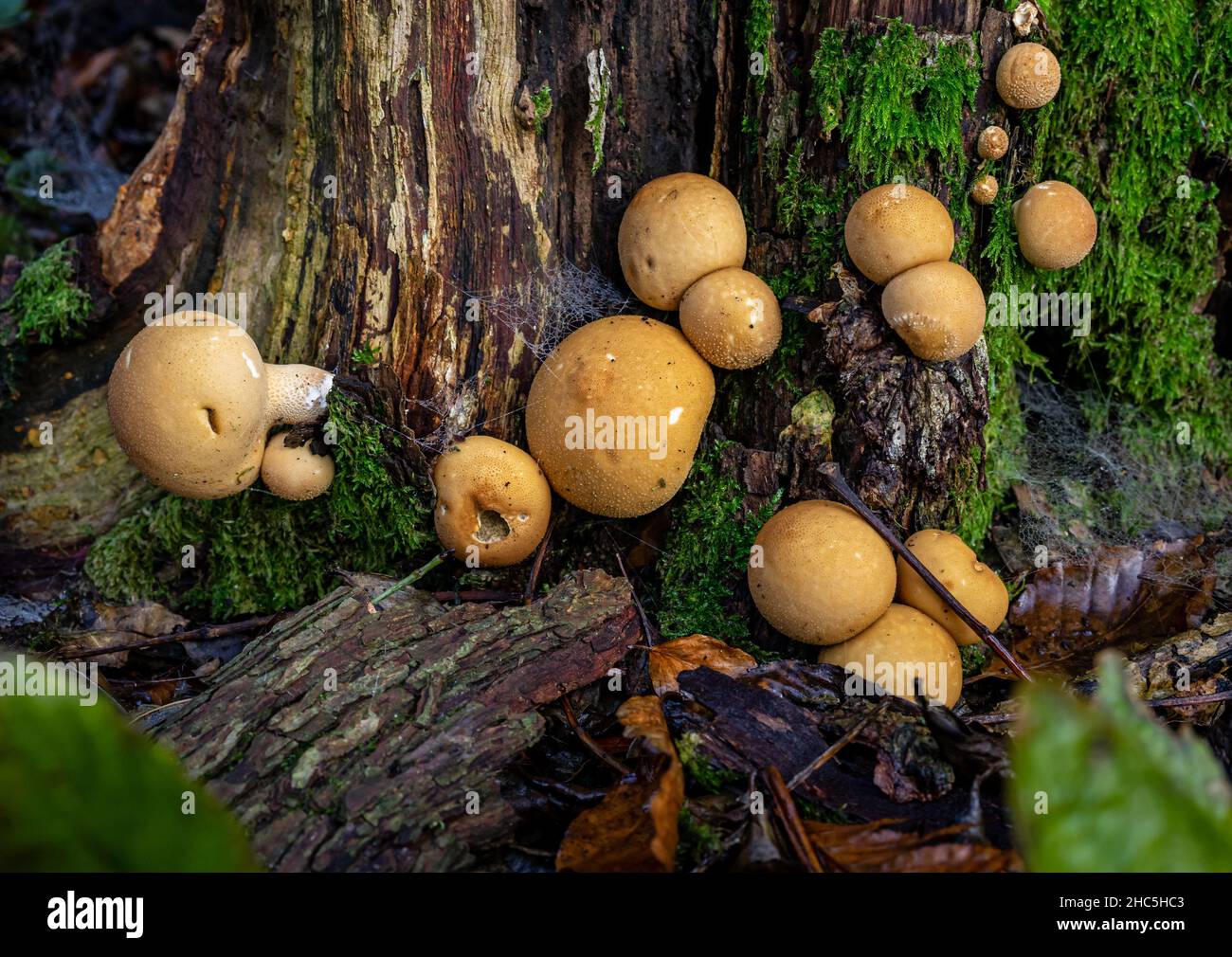 Fungi fruiting bodies growing out of the base of a tree in ancient ...